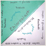 Foldables in Science – Science for All